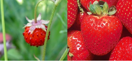 The EEB & Flow: The fruits of our labour: the evolution of crops