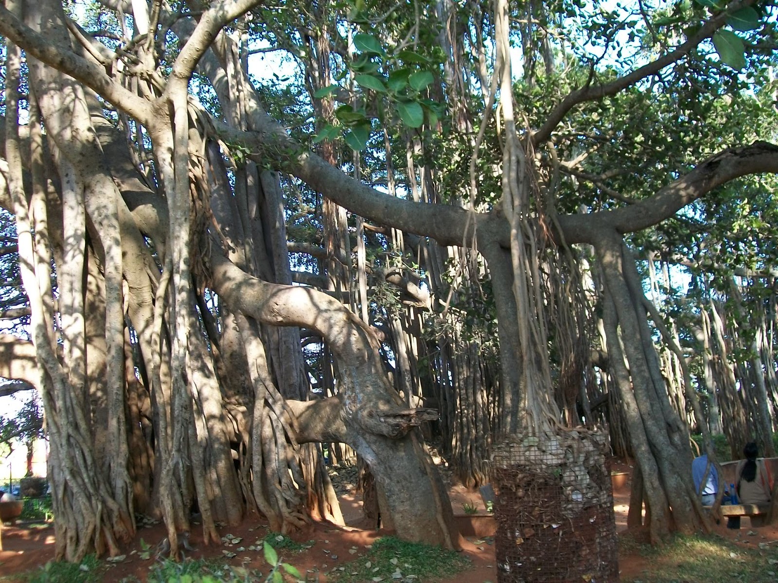 nrameshrao: Dodda Alada Mara ( Tree )