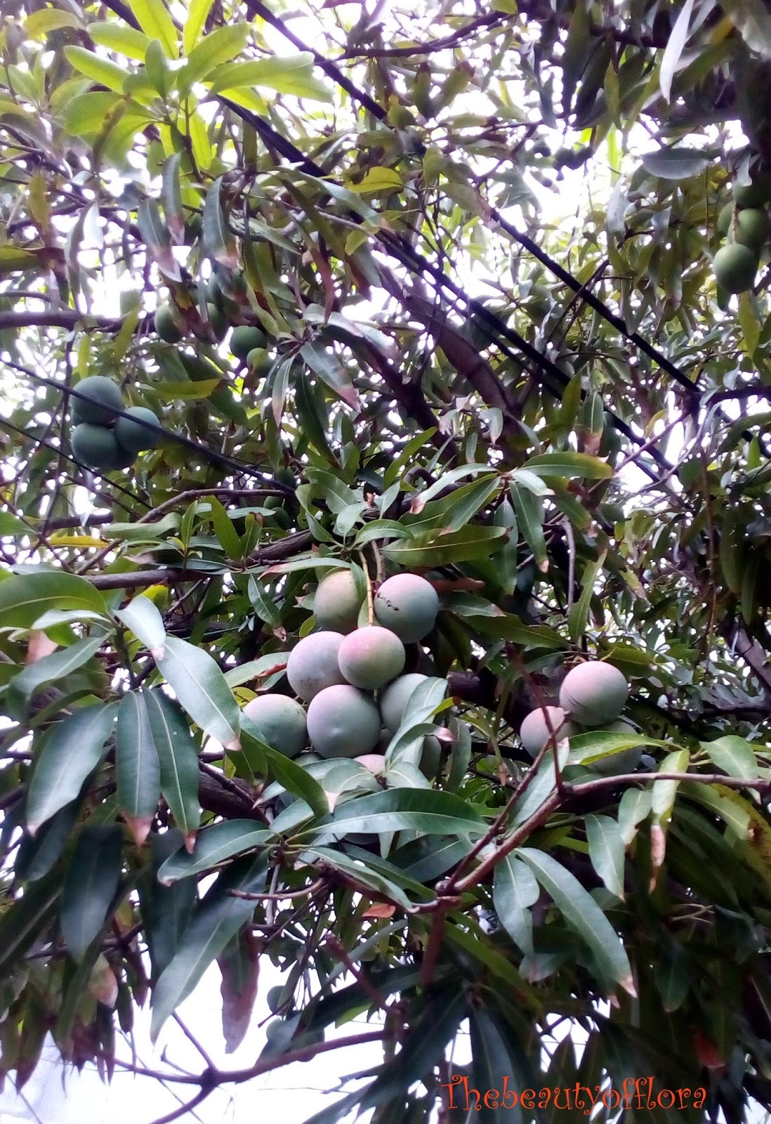 The Beauty of Flora: Mangga Apel (Mangifera Indica)