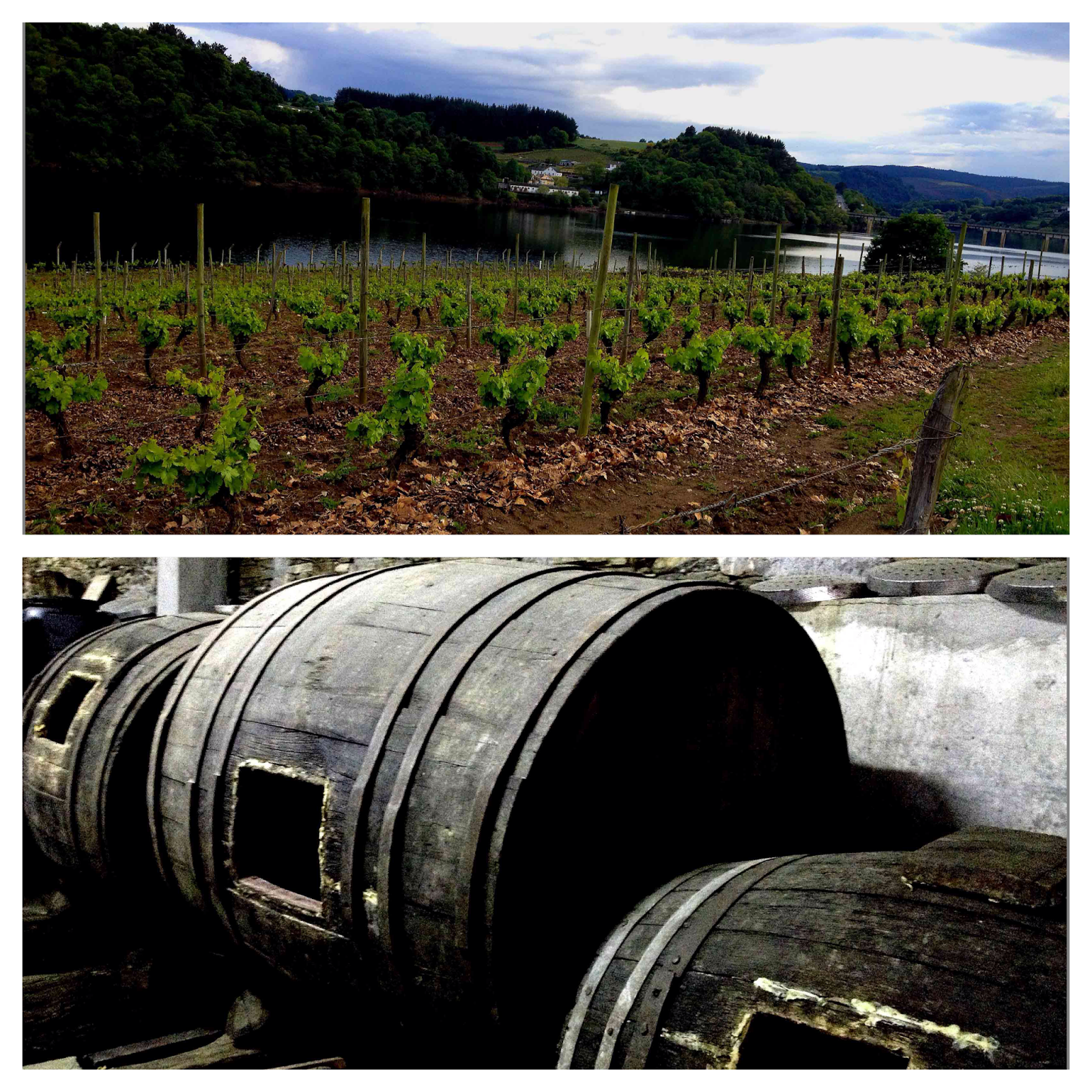 Enociencia : Ribeira Sacra, el Camino hacia la "Vinae Sacrata"