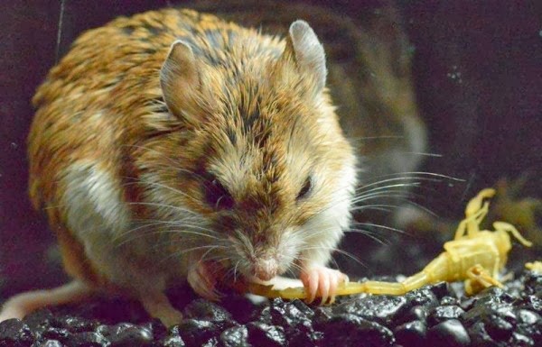 bensozia: Grasshopper Mouse vs. Bark Scorpion