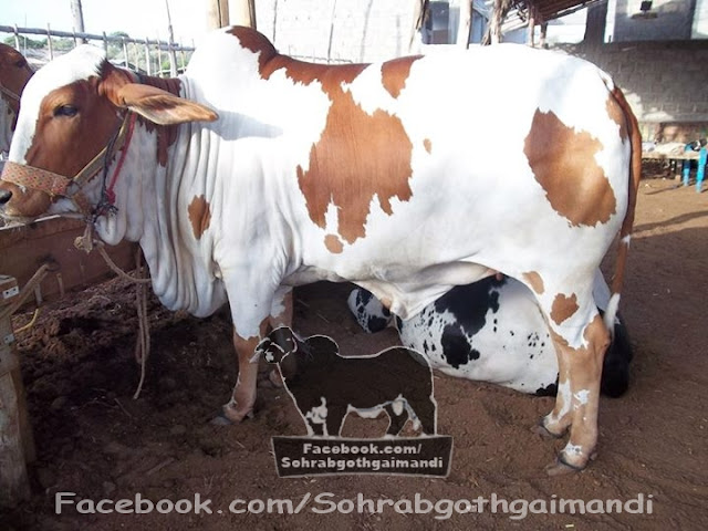For Sale Kheeri Bachiya - Sohrab Goth Cow Mandi