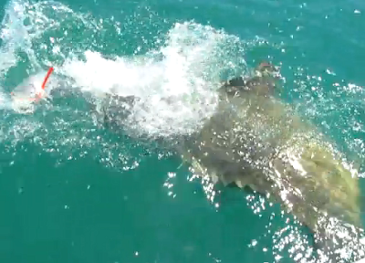 International Fishing News: USA: giant goliath grouper attacks a barracuda