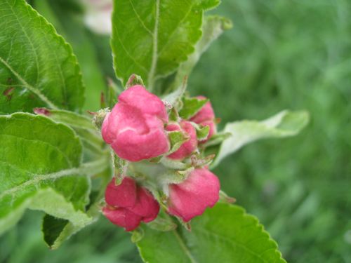 The Orchard Year: Grenadier Apple Blossom - Blossom Walk