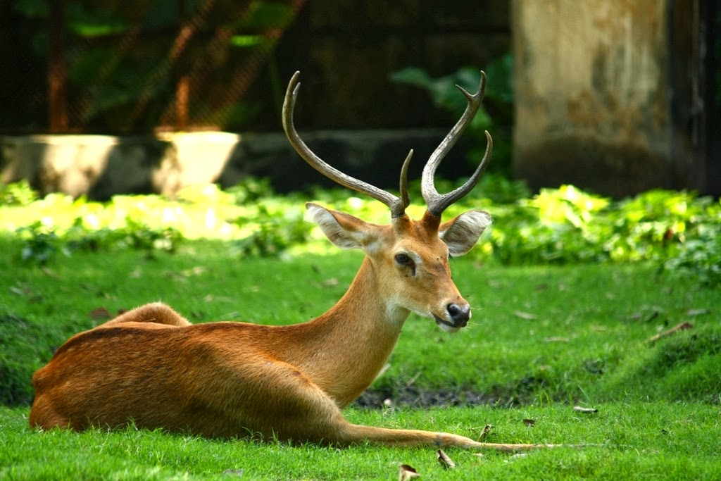 MY MANIPUR: THE SANGAI THE PRIDE OF MANIPUR