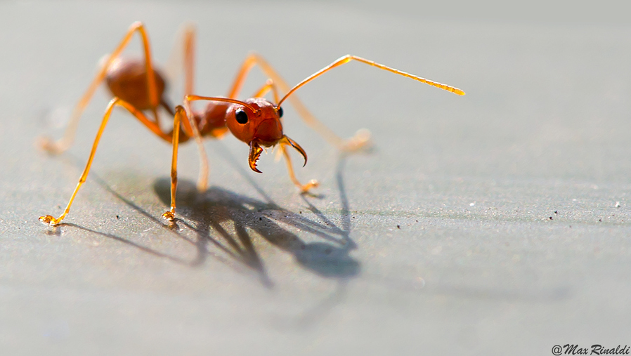 Offshore Winds: Fire Ant Close-Up Photo