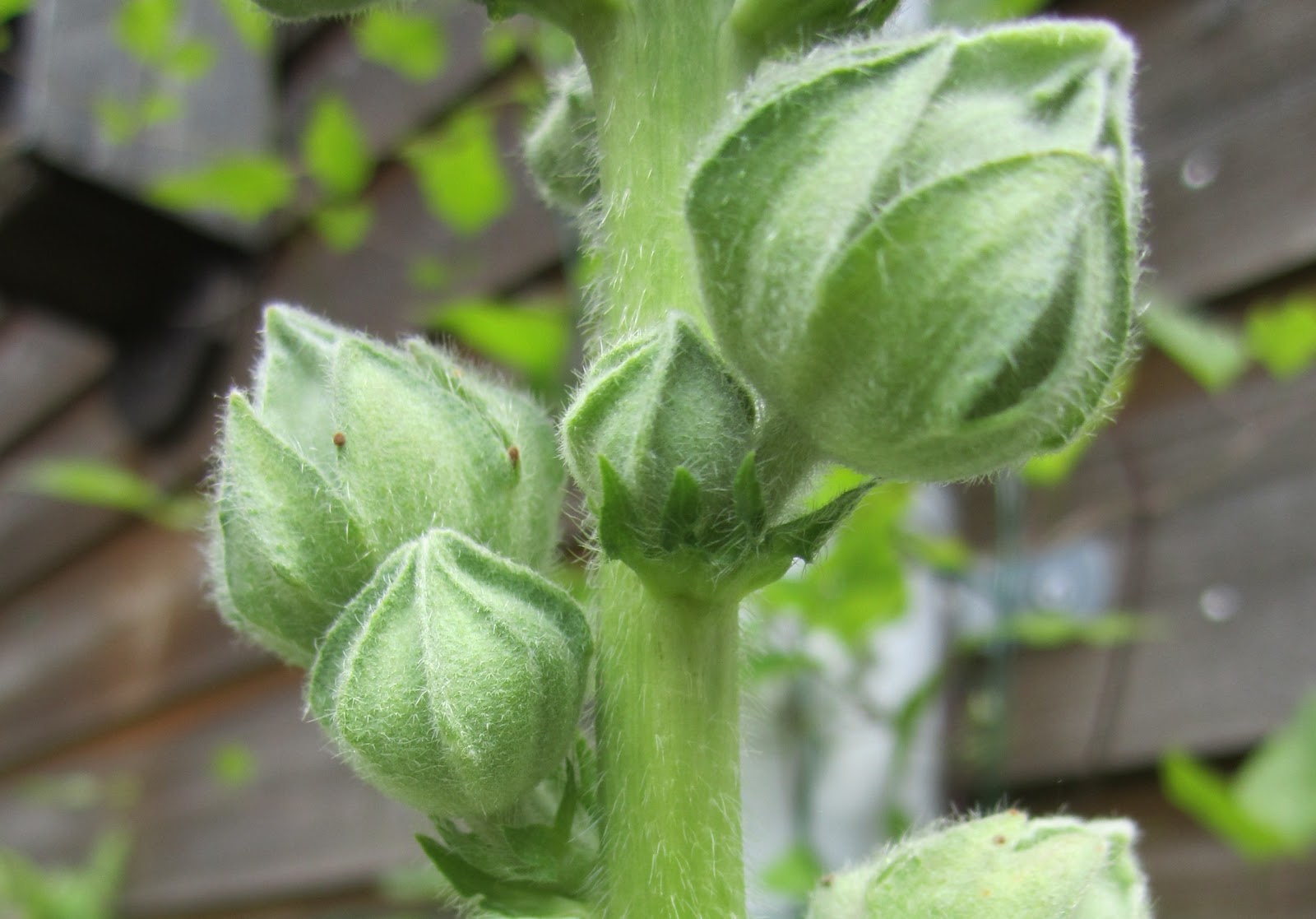 CarolinesEigenwijs: Stokroos, Alcea rosea