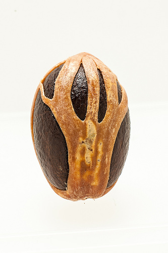 Behind the French Menu: Macis and Fleur de Muscade, Mace and Nutmeg ...