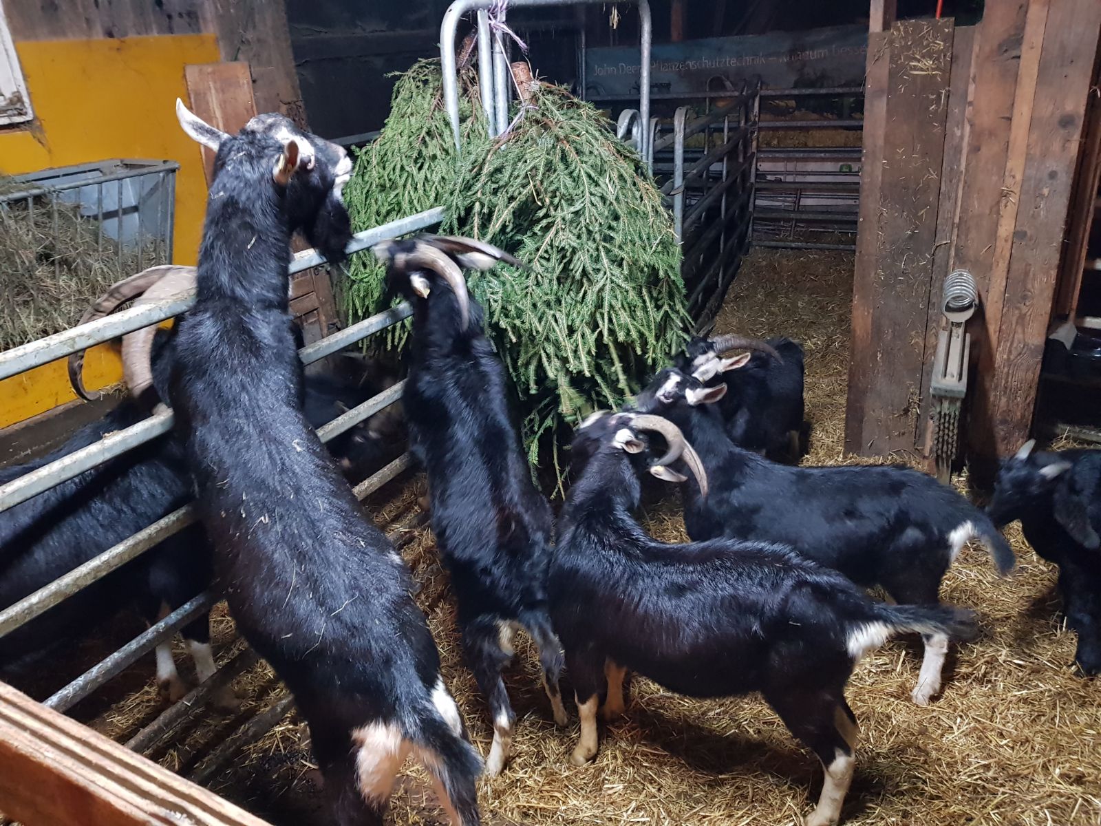 Pfauenziege GR: Kauf Verkauf HB Ziegen