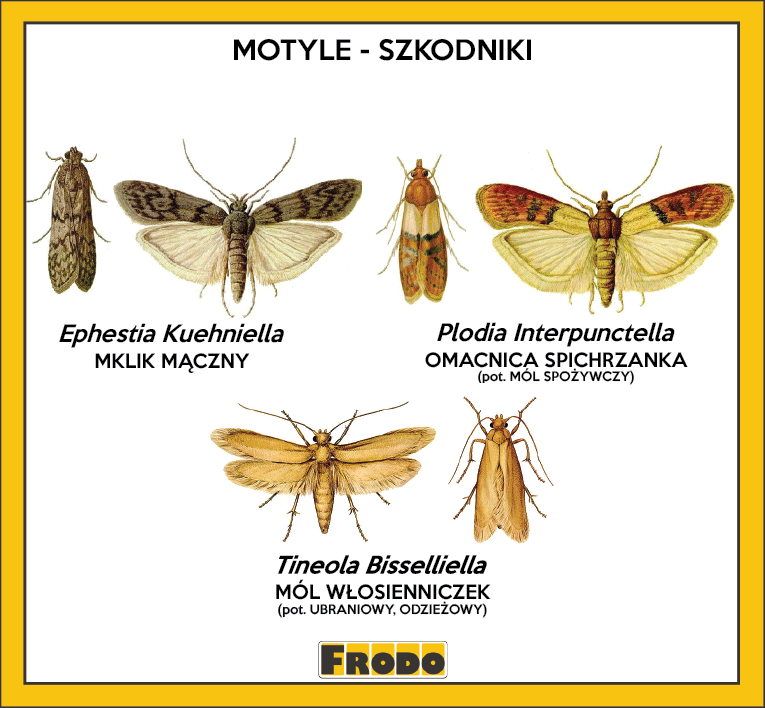 FRODO DDD: Mole odzieżowe a spożywcze