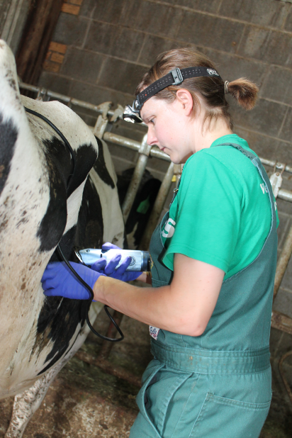 Truth or Dairy: Surgery on the farm - displaced abomasum