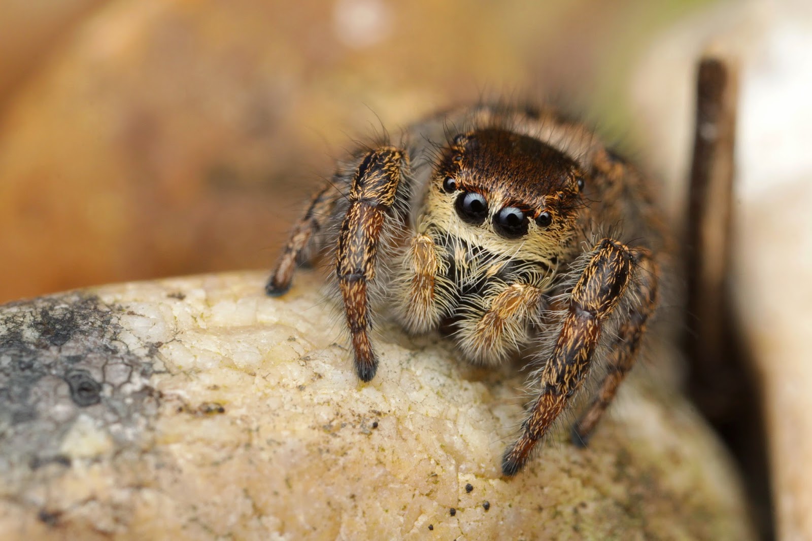 A Little Natural History: Is this the cutest spider?