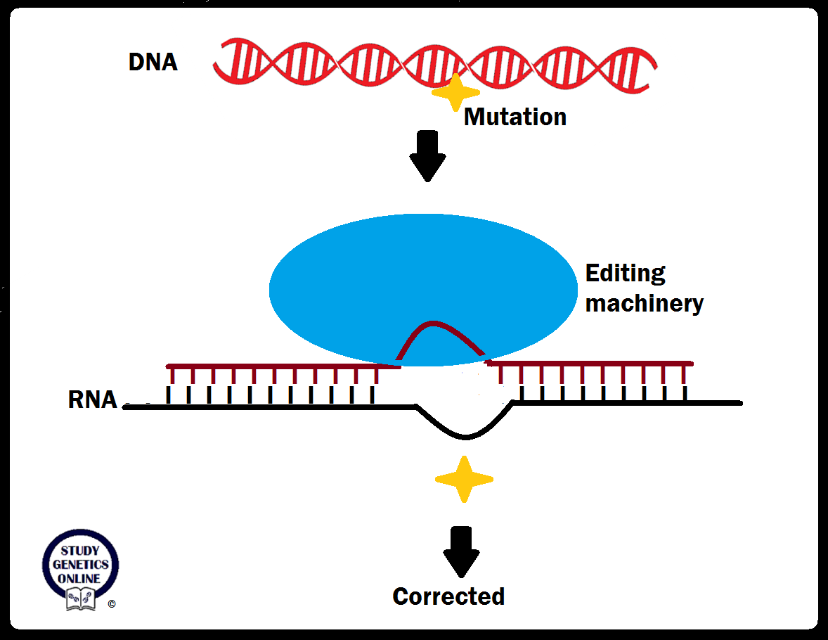 Mammalian RNAs Show Striking Edits