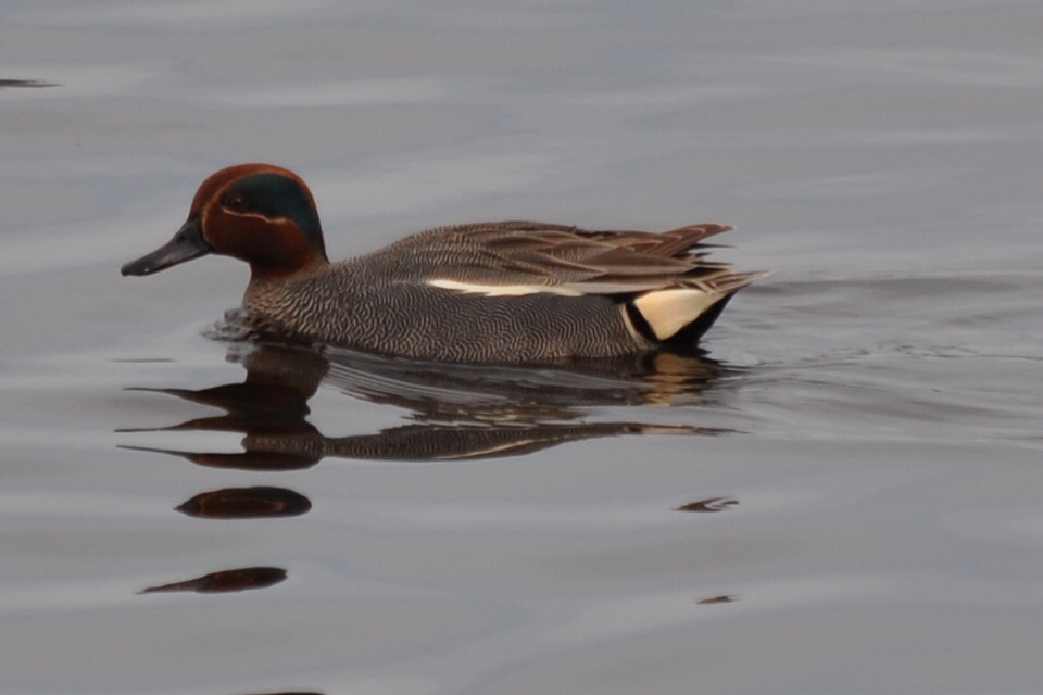 ZOOTOGRAFIANDO (6.100 ANIMALS): CERCETA COMÚN / COMMON TEAL (Anas crecca)