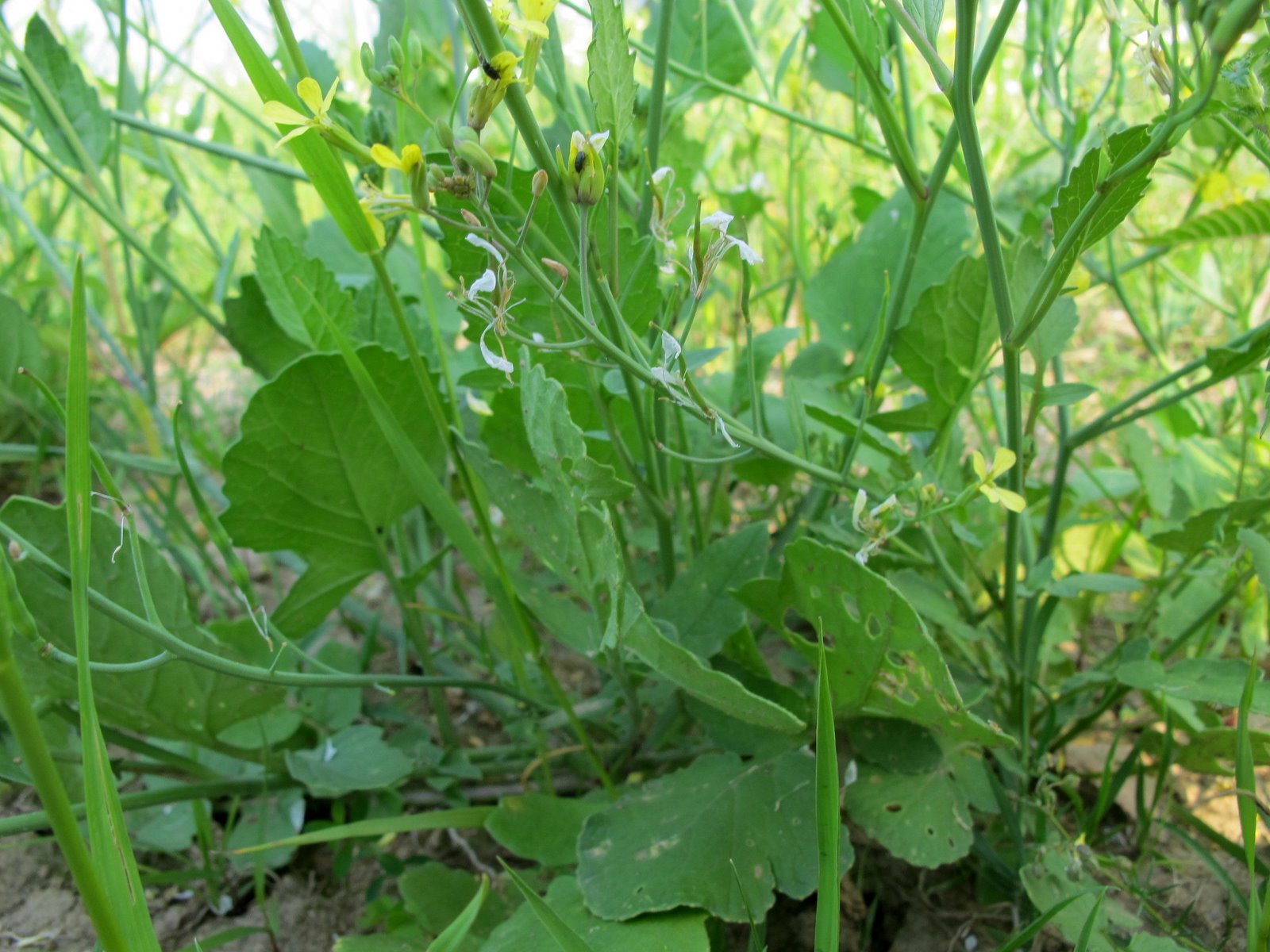 FLORA NEL SALENTO e.. anche altrove: Raphanus raphanistrum L. subsp ...
