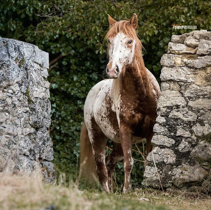 Tacchi a Cavallo: The Knabstrupper horse at Fieracavalli Verona 2015