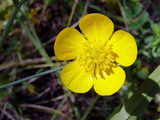 imatges de menorca: PLANTES DE MENORCA: Ranunculus macrophyllus Desf.