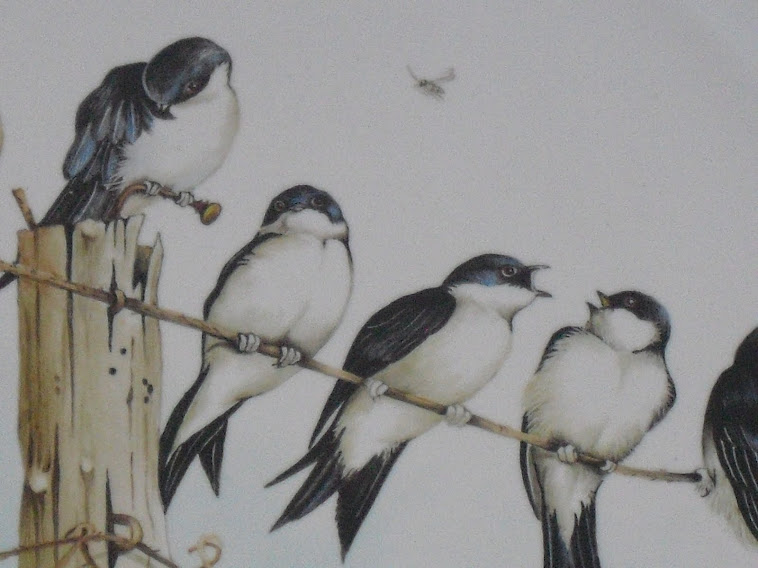 Silvia Todeschini: LUCIA - Il segreto sospeso