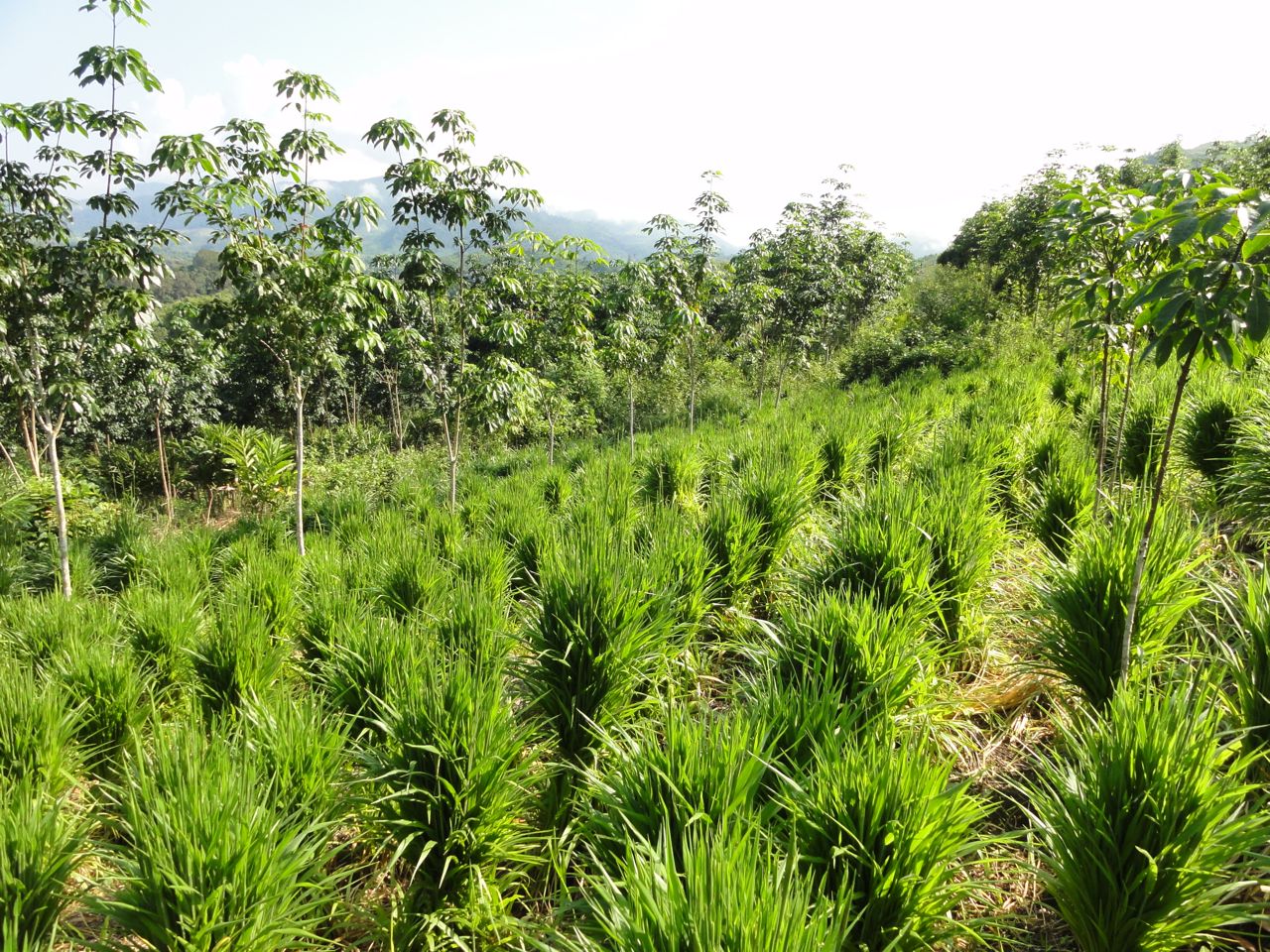 FOODWORKS COMPANY LIMITED: LAOS - FORAGE GRASS SEED