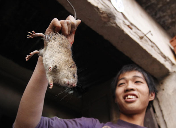 A PROVÍNCIA: EM MERCADO DO VIETNÃ RATO É VENDIDO COMO ALIMENTO