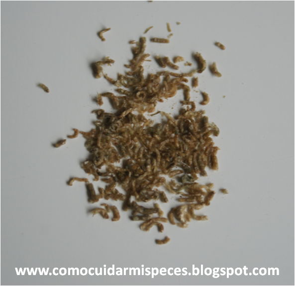 Sera Larva Roja de Mosquito