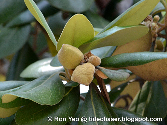 tHE tiDE cHAsER: Exploring Seletar Mangrove on 9 Aug 2011