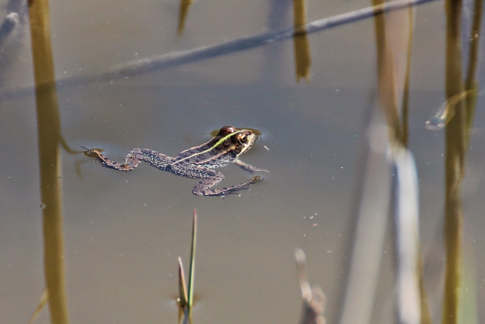 Amfibieën en Reptielen: 'Alle' Soorten