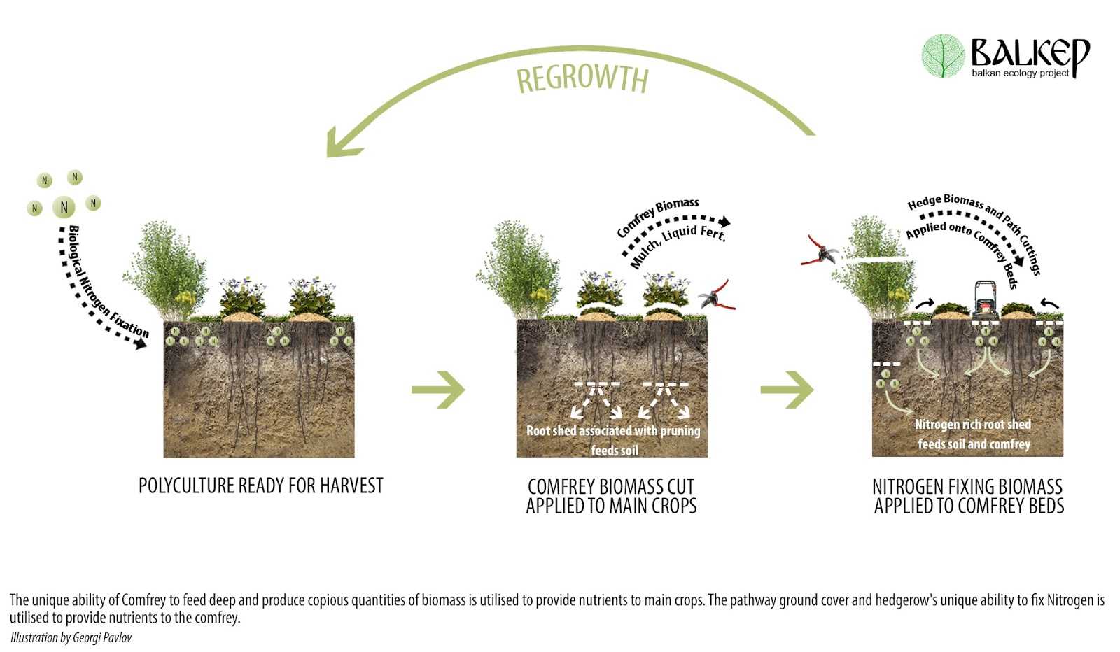 Balkan Ecology Project : Perennial Polycultures - The Biomass Belt ...
