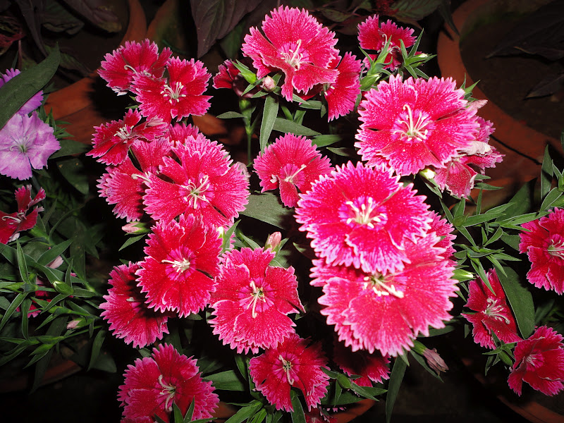 Avibration: Frilly ornamental Anthos Dianthus-Garden(14)