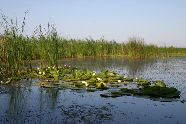 Danube Delta: Flora and Fauna of the Danube Delta
