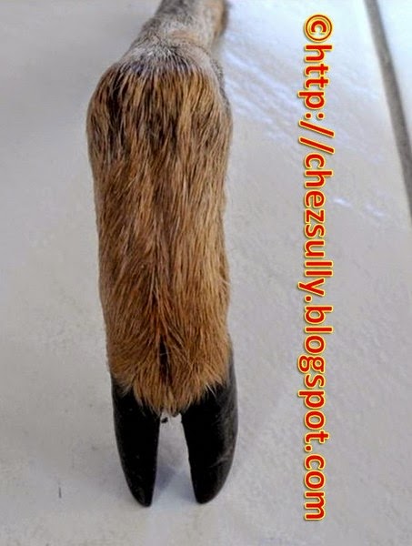 Échop'Sully: 4 pattes de biches (Réf.TAX1)