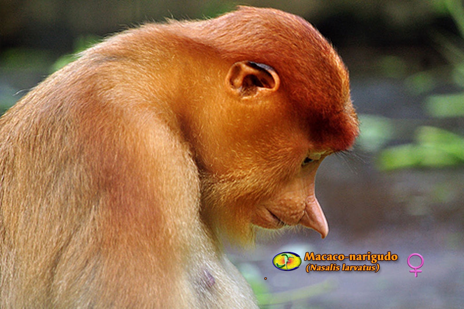 Zoologia: Macaco-narigudo (Nasalis larvatus)