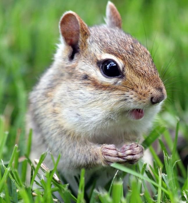 Vjeverice / squirrels /-živahna i znatiželjna mala bića mogu biti ...