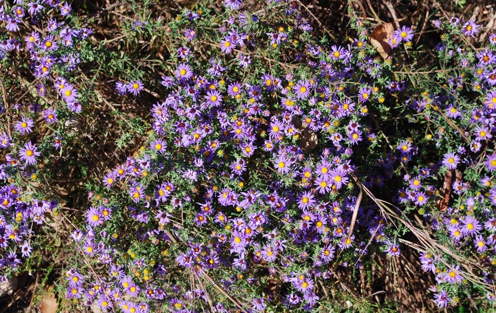 Space Coast Wildflowers: Missouri Wildflowers, October 2011