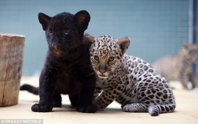 The animal zone: Brothers in disguise: Jaguar cubs who inherited ...