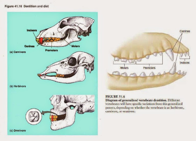Sistem Pencernaan Pada Hewan Ruminansia - Biologi Edukasi: Belajar ...