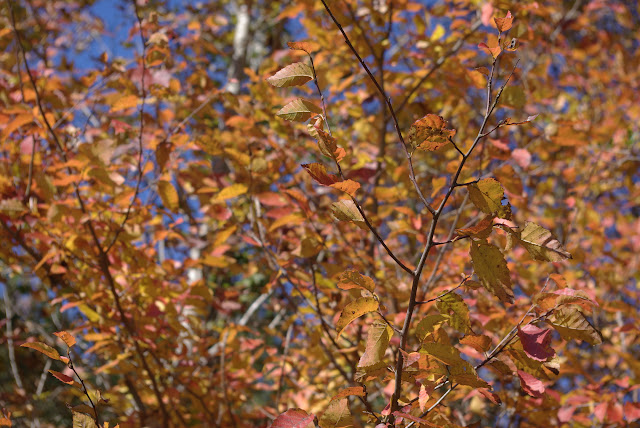 sweetbay: Fall Colors