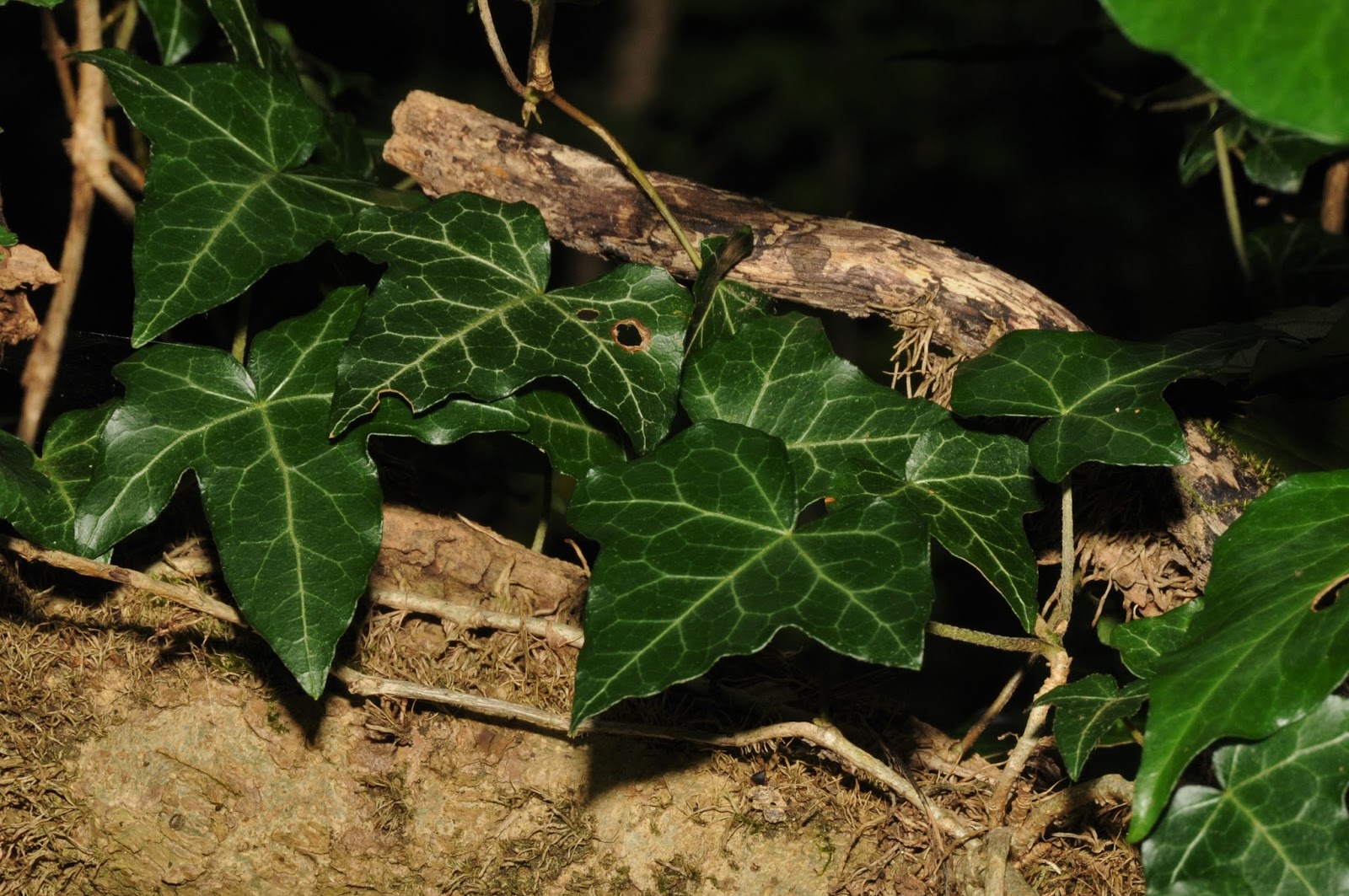JURA, UNE TERRE, DES HOMMES: Le Lierre grimpant.