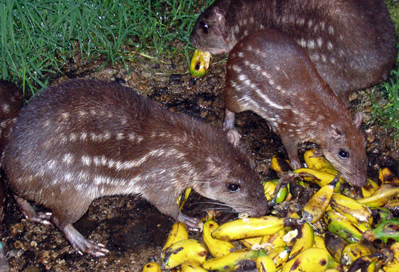 UN SOLO CORAZÓN, PARA LOS ANIMALES EN EXTINCIÓN: Soy la Agouti paca ...