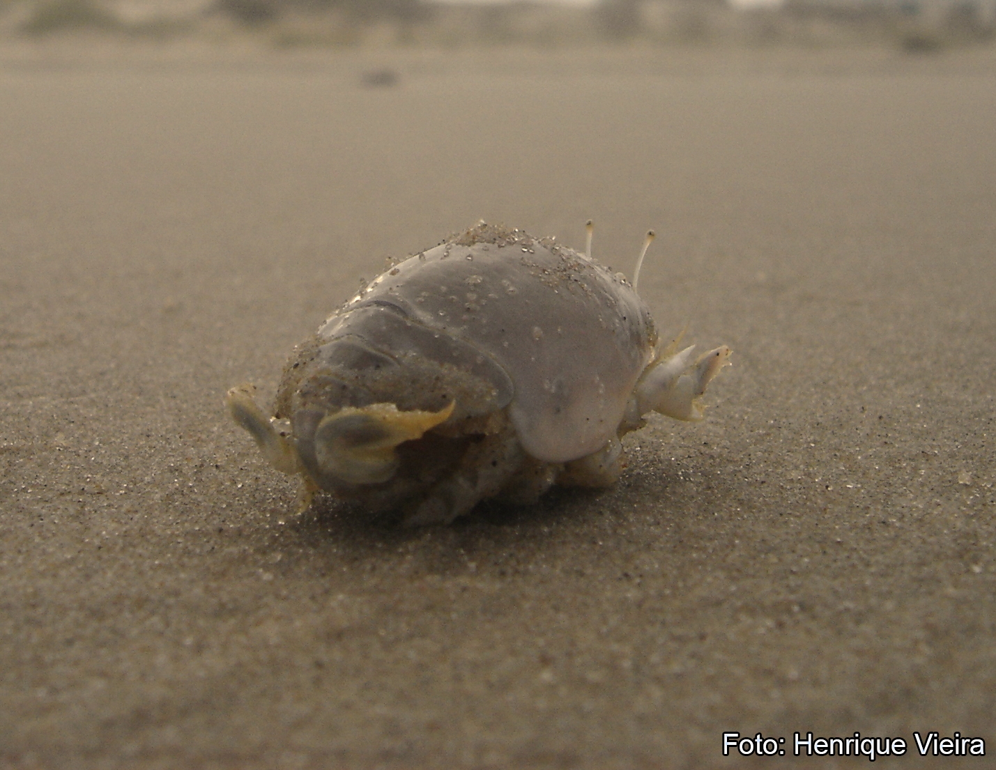 ll Procurando Animais ll: Tatuíra