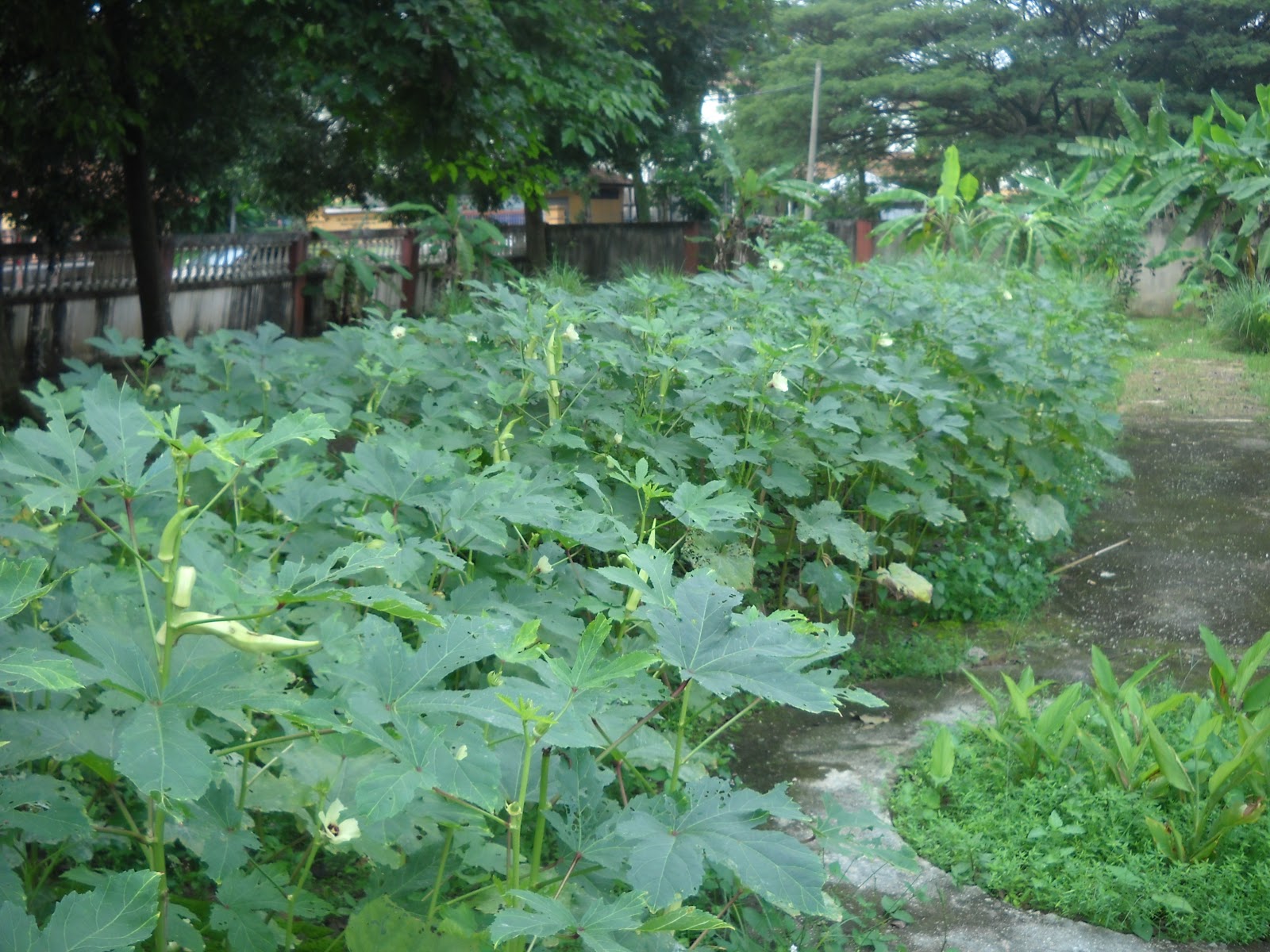 LANGKAH -LANGKAH MENANAM BENDI | Program Pendidikan Khas Integrasi SMK ...