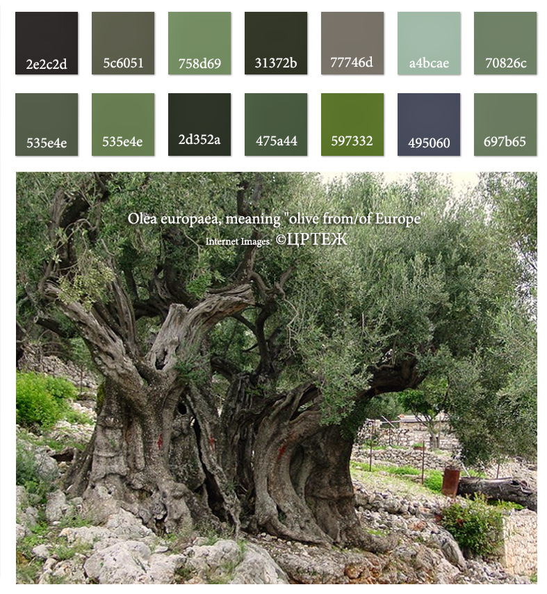 Цртеж : OLIVE TREE