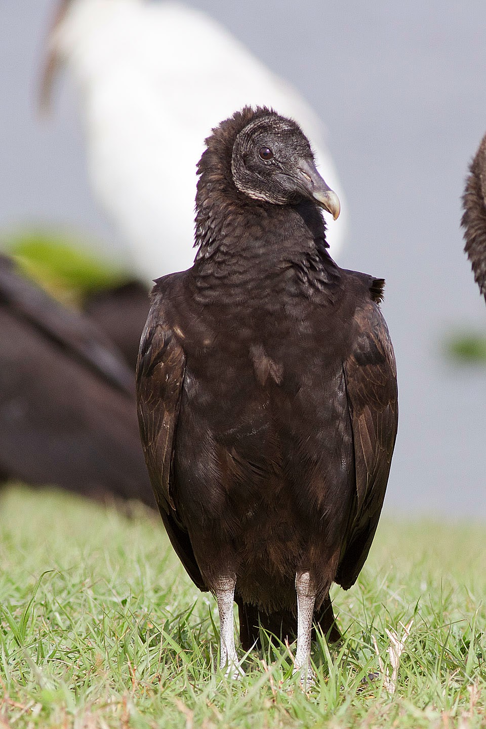 Ann Brokelman Photography: Black Vulture in Titusville, Florida, 2014