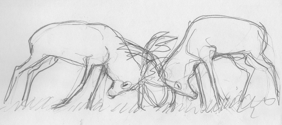 Red Deer Fighting Drawing Sketch Coloring Page
