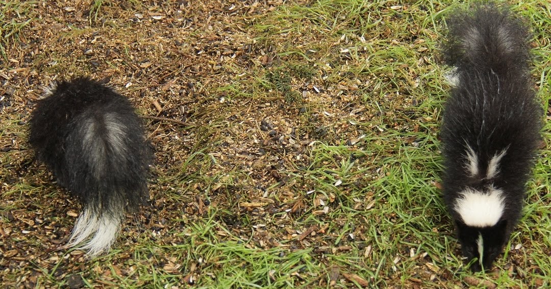 John Koshy: Are two skunks at daylight double trouble?