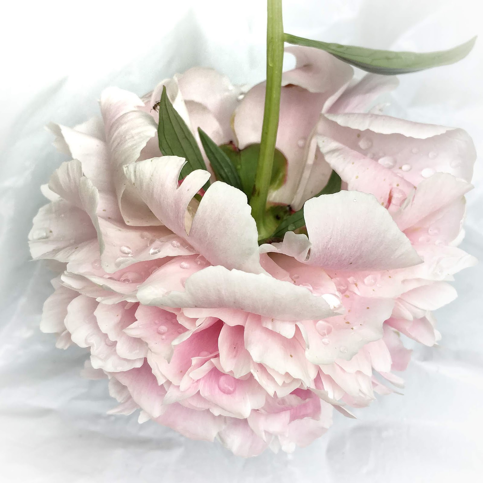 Content in a Cottage: Pink Peony Portraits