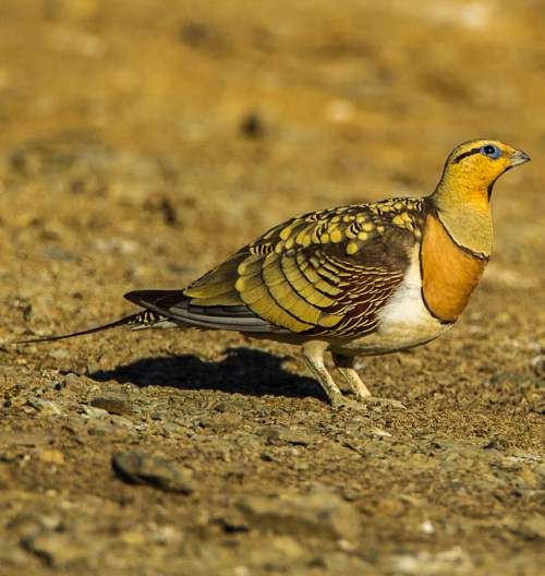 Pin-tailed sandgrouse | Birds of India | Bird World