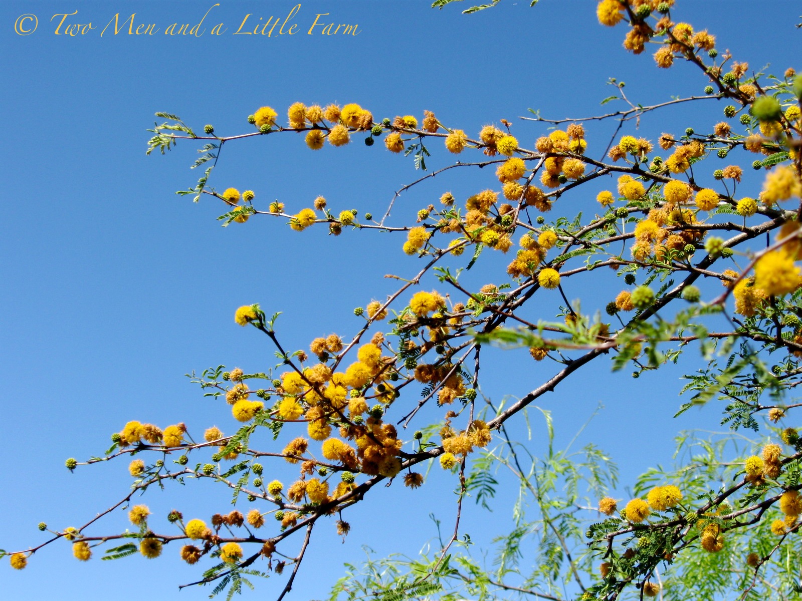 Two Men and a Little Farm: HUISACHE TREE FOLLOWUP