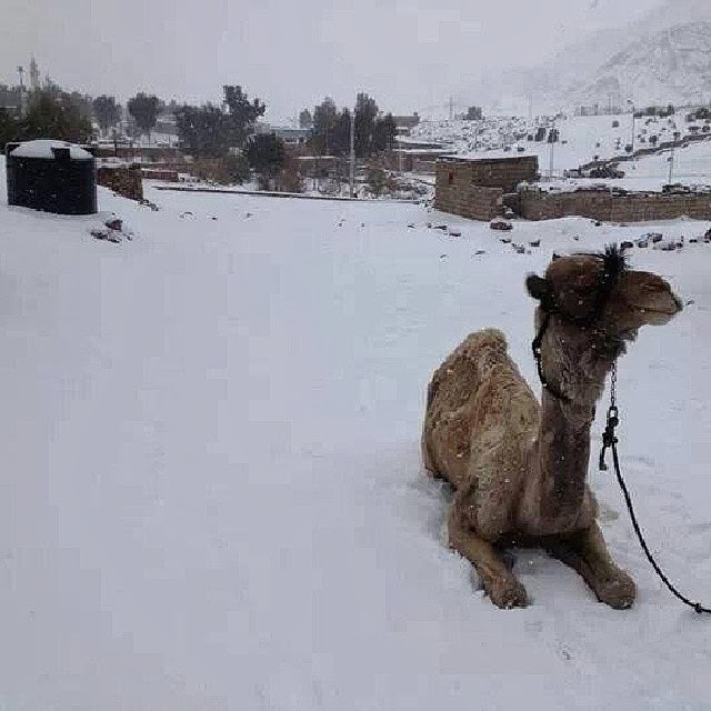 VIEWGIST: PHOTO: Snow Covers Cairo, Egypt for First Time in 100 Years ...
