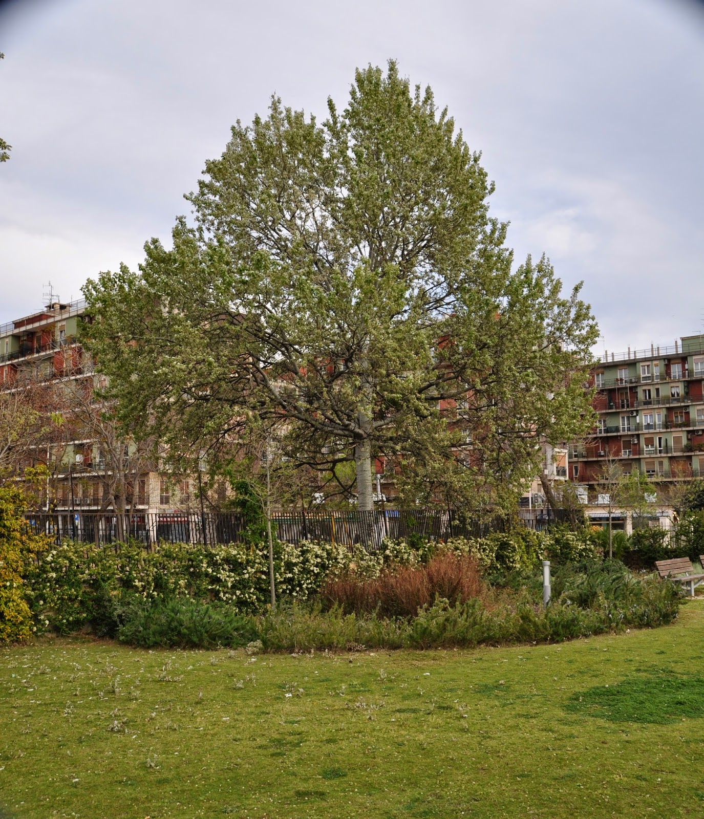 Cagliari in Verde: La neve primaverile dei Pioppi